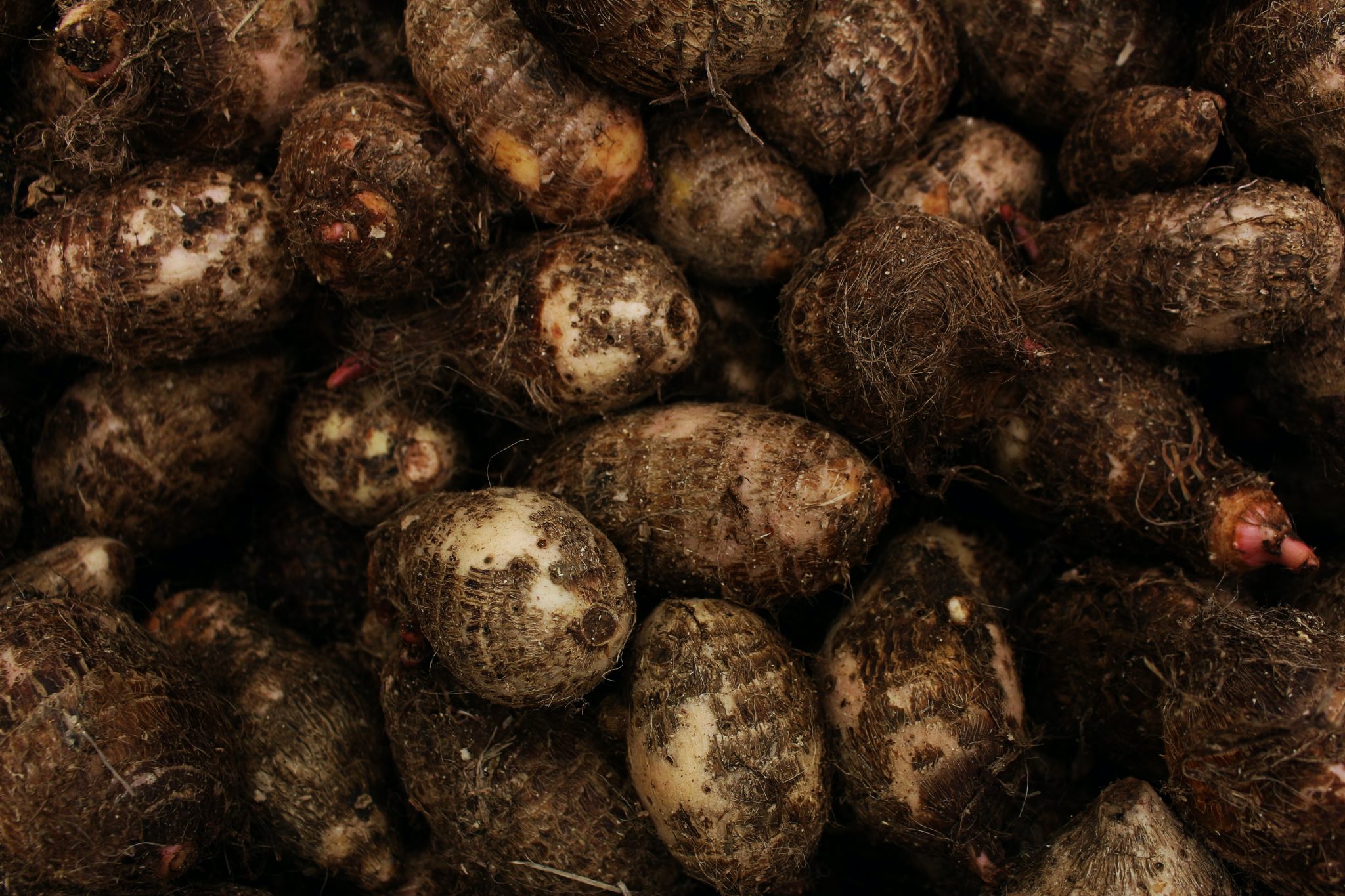 10 of the Most Important Food Crops in the World - The Tennis Foodie